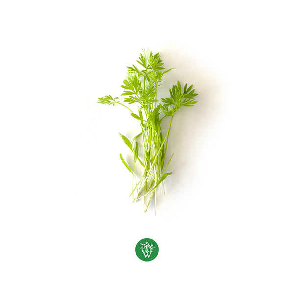 Carrot Microgreens - Wispy Greens