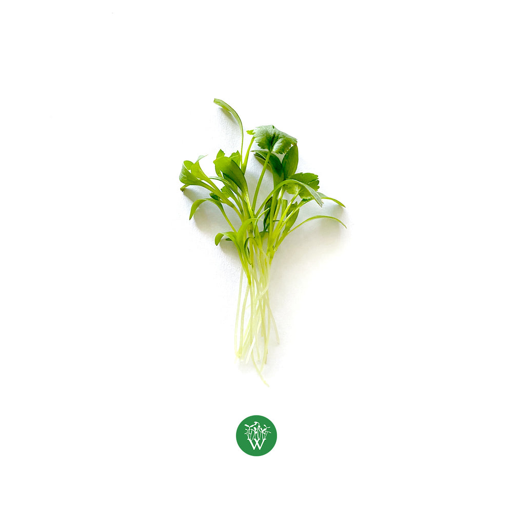 Cilantro - Wispy Greens