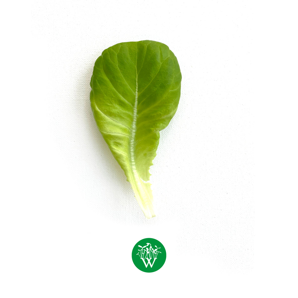 Green Butter Lettuce - Wispy Greens