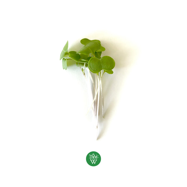 Kale Microgreens - Wispy Greens