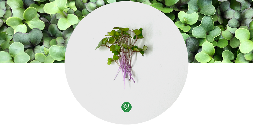 Nutriment - Wispy Greens