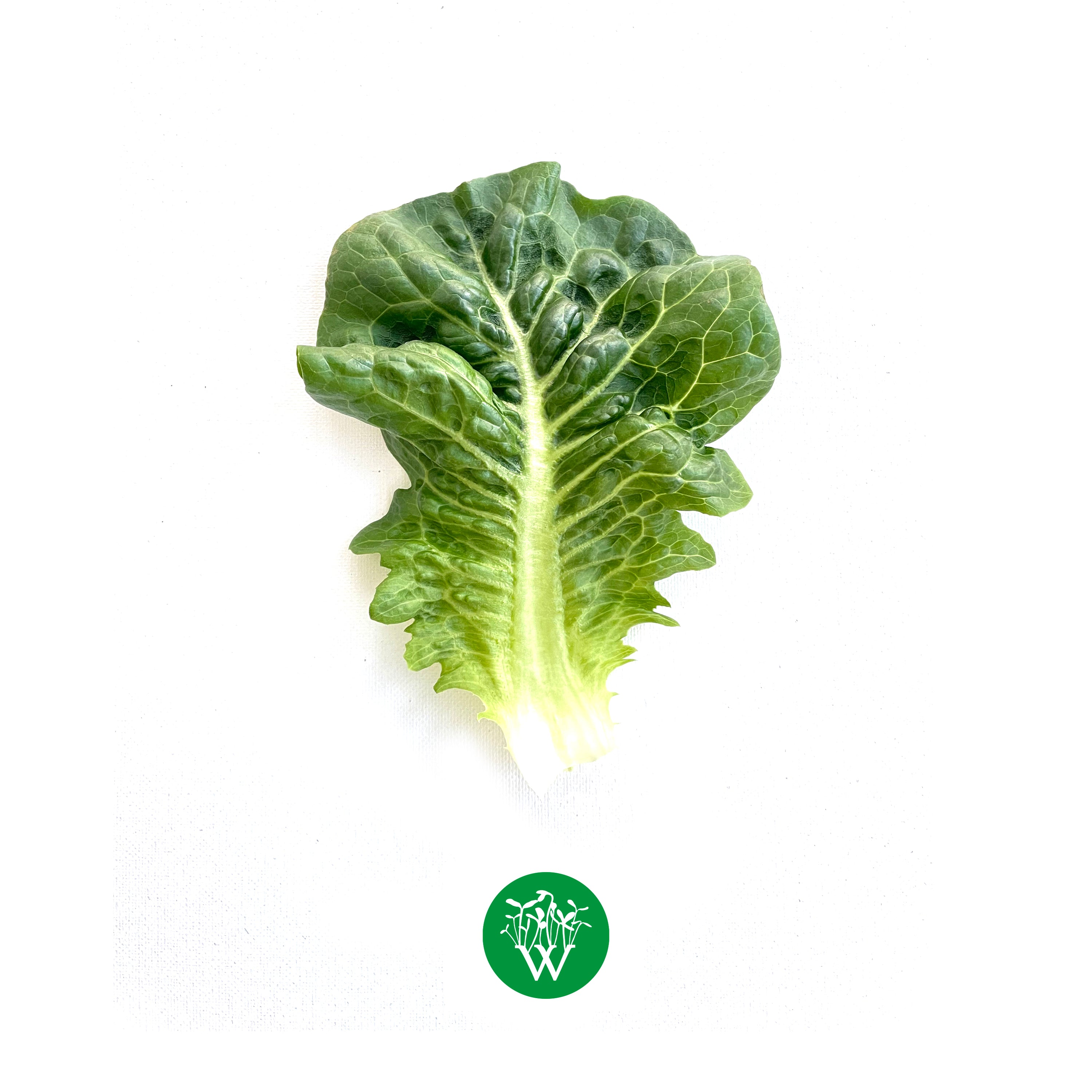 Monte Carlo Lettuce - Wispy Greens