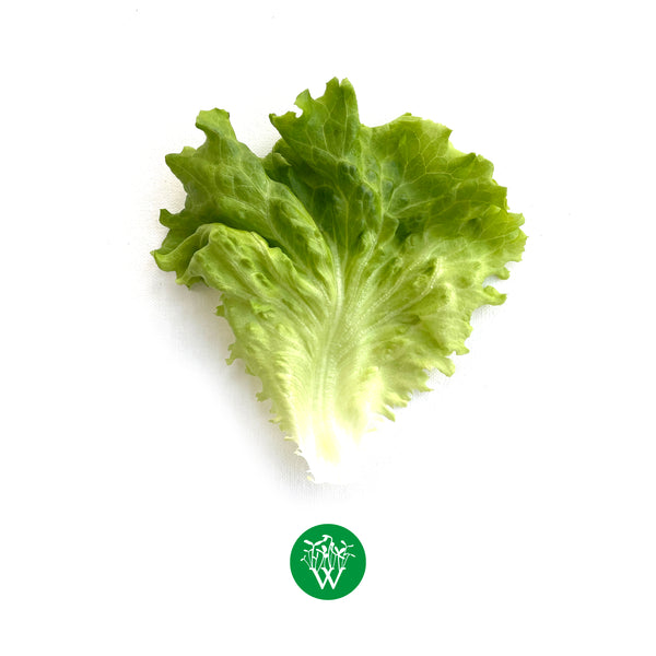 Muir Lettuce - Wispy Greens