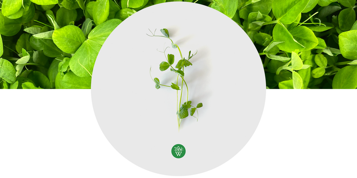 Nutriment - Wispy Greens