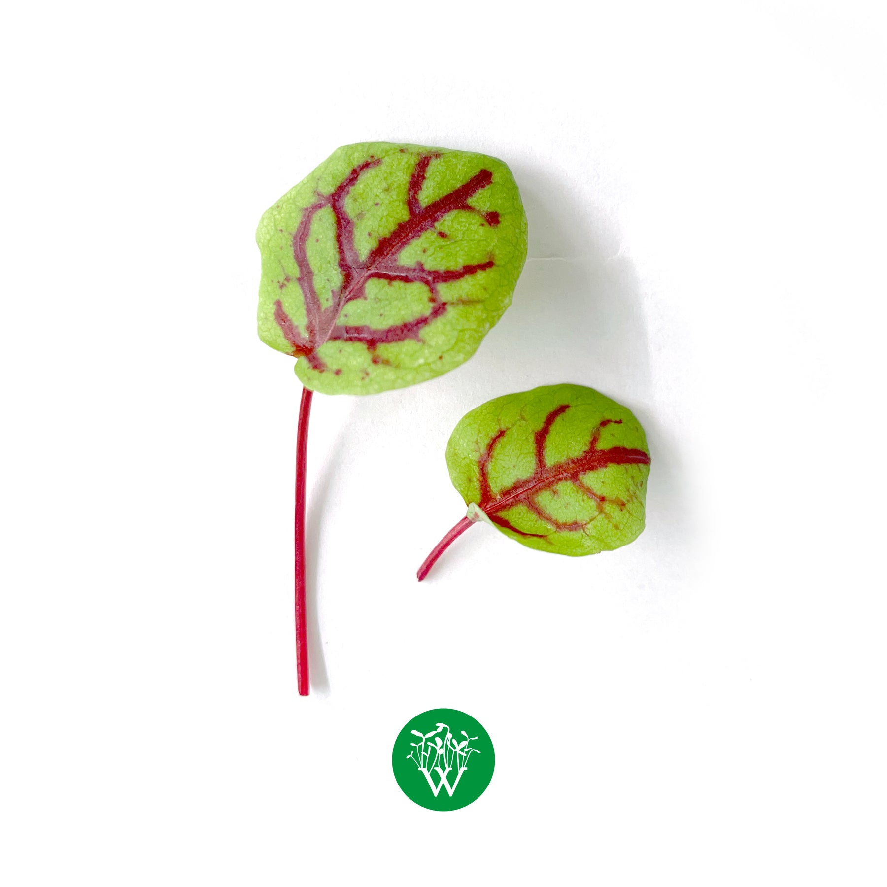 Red Vein Sorrel - Wispy Greens