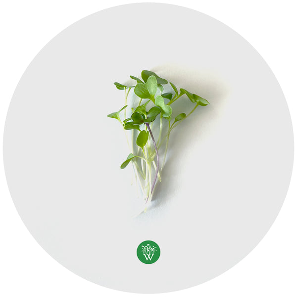 Mild Salad Mix Microgreens - Wispy Greens