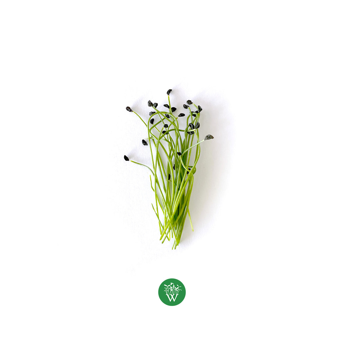 Scallion Microgreens - Wispy Greens