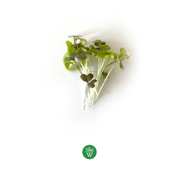 Spicy Salad Mix Microgreens - Wispy Greens