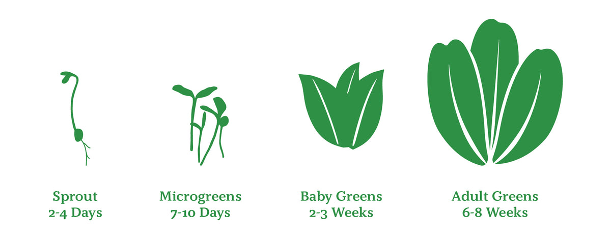 What's the difference between sprouts and microgreens? - Wispy Greens