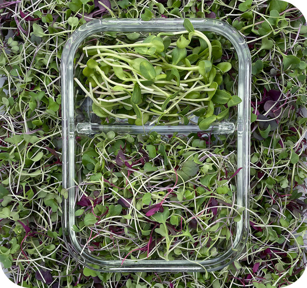 Microgreens Duo - Wispy Greens