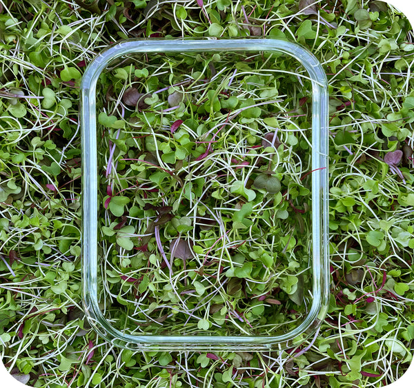 Veggie Microgreens - Wispy Greens
